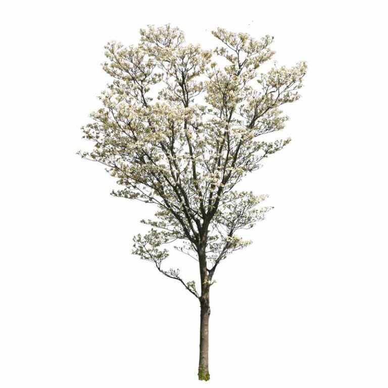 T1_020 – sozaiya.com