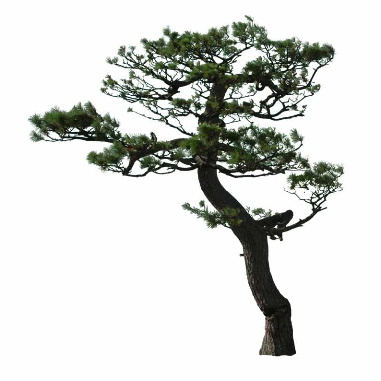 T2_069 – sozaiya.com