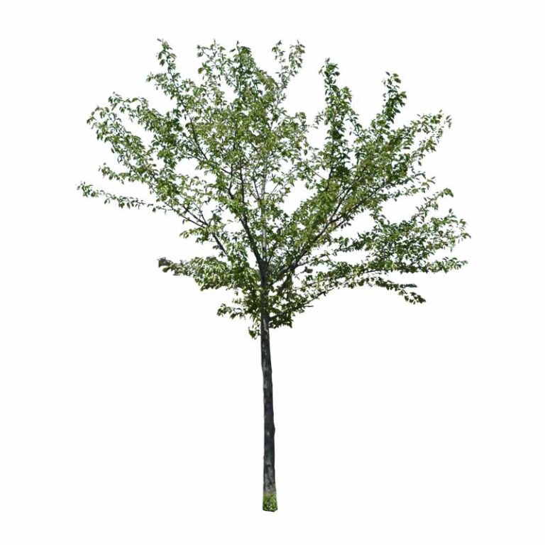 T1_021 – sozaiya.com