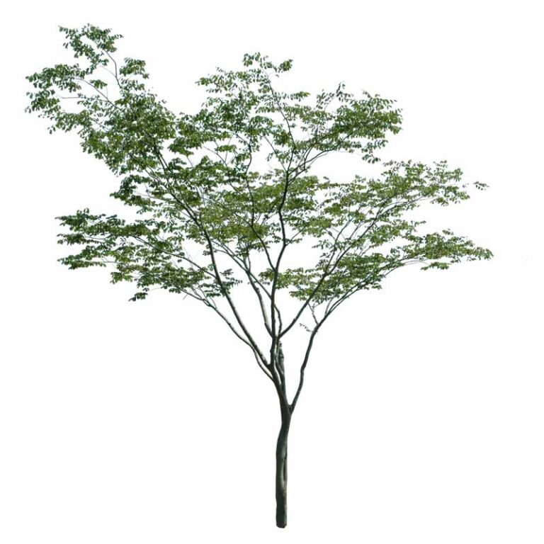 T1_023 – sozaiya.com