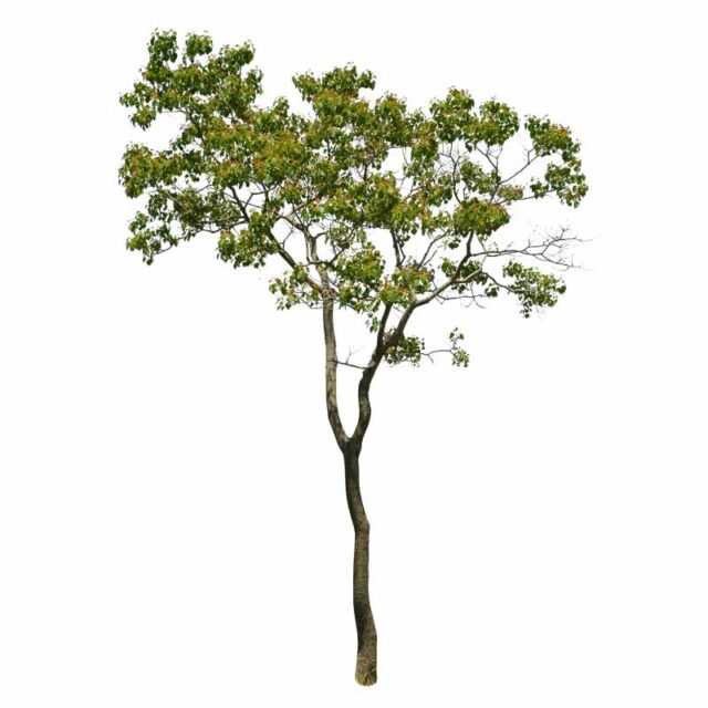 樹木素材 – sozaiya.com