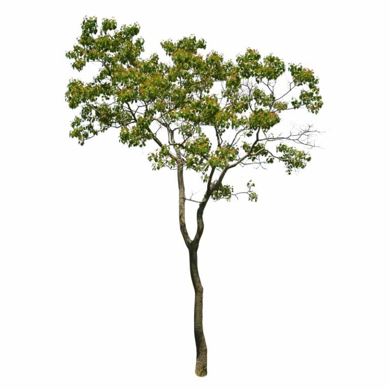 樹木素材 – ページ 4 – sozaiya.com