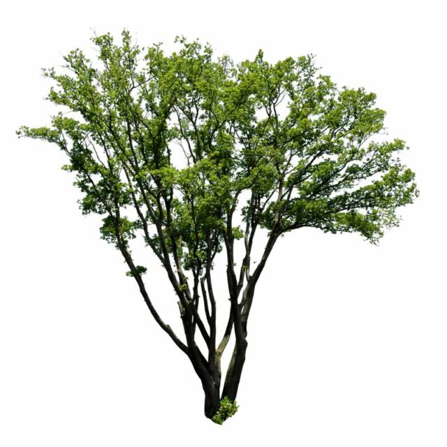 T1_028 – sozaiya.com