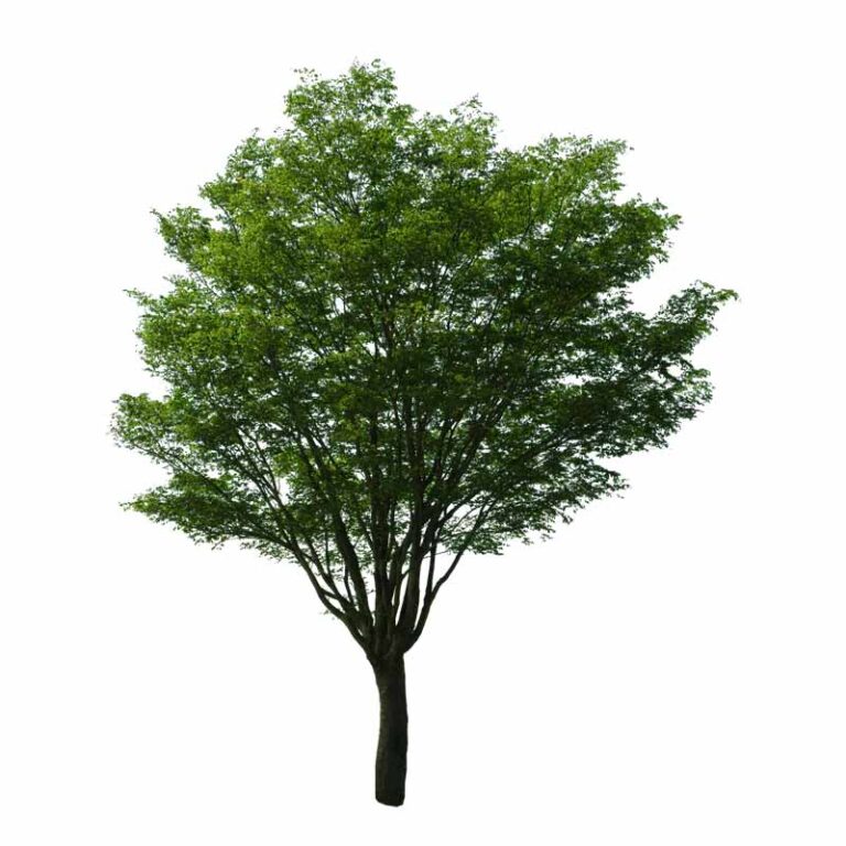 樹木素材 – sozaiya.com