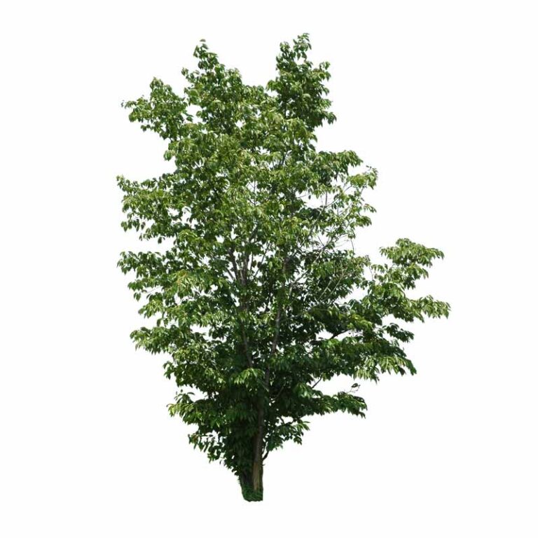 樹木素材 – ページ 7 – sozaiya.com