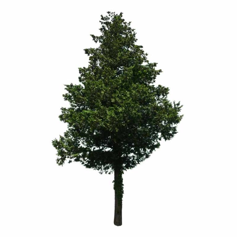 樹木素材 – sozaiya.com