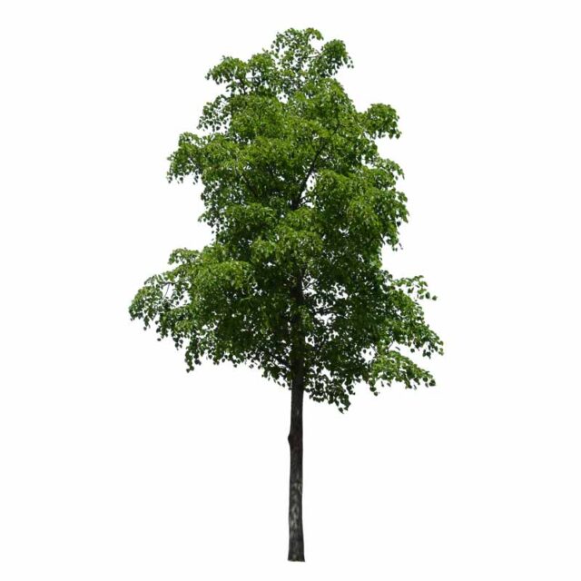 T1_057 – sozaiya.com