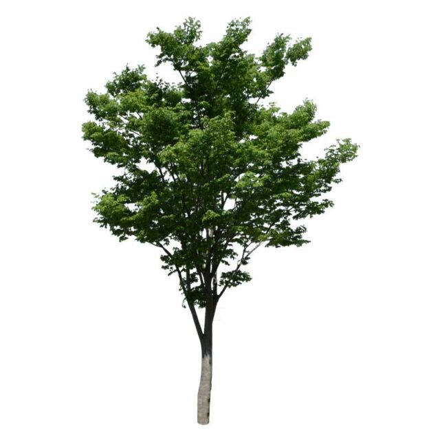 樹木素材 – sozaiya.com