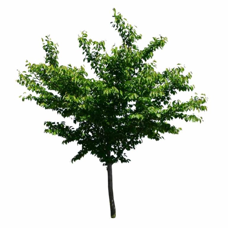 T1_138 – sozaiya.com