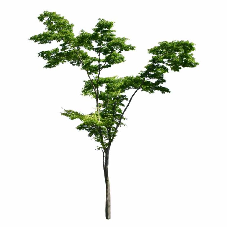 T1_020 – sozaiya.com