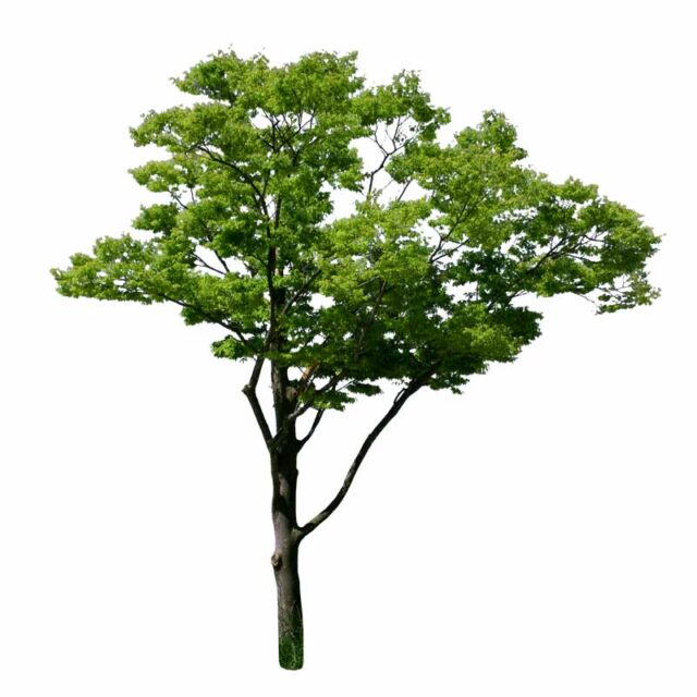 樹木素材 – sozaiya.com