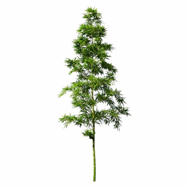 T1_057 – sozaiya.com