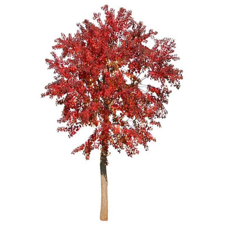 樹木素材 – ページ 5 – sozaiya.com