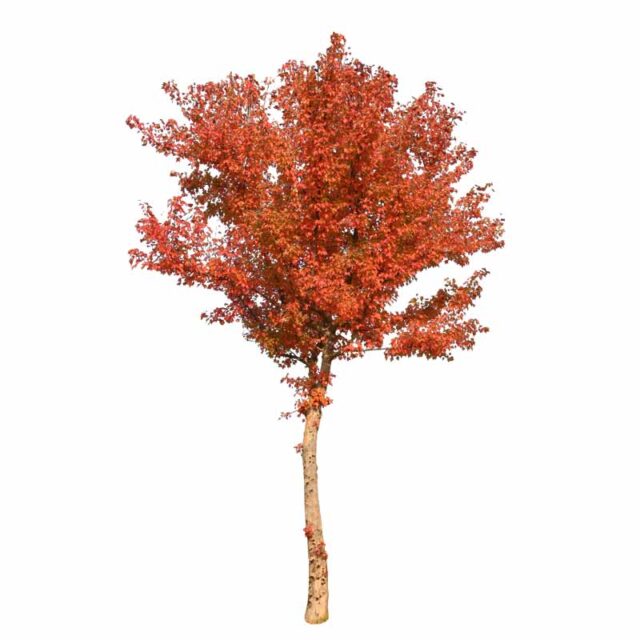 T1_043 – sozaiya.com