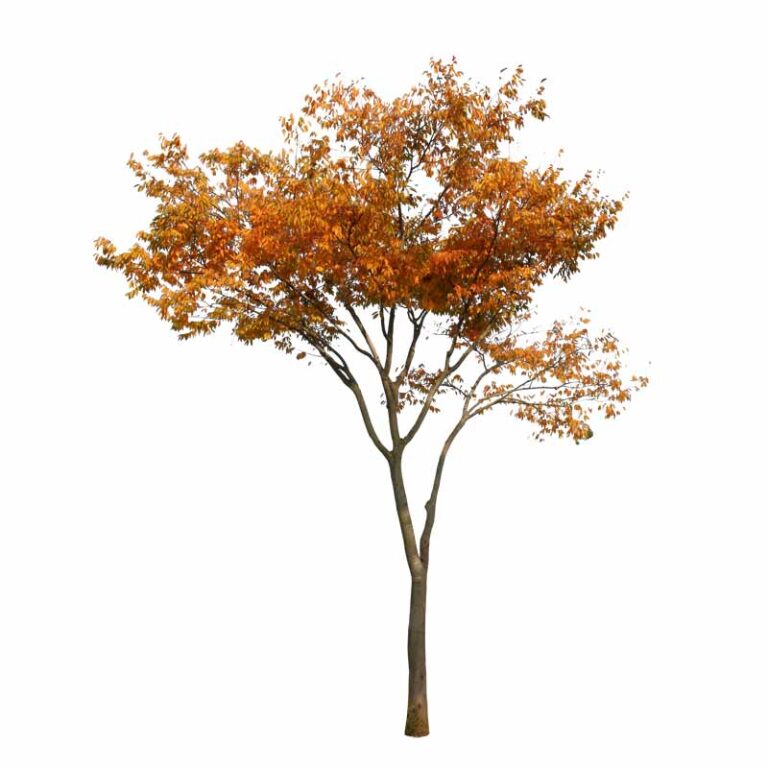 T1_044 – sozaiya.com