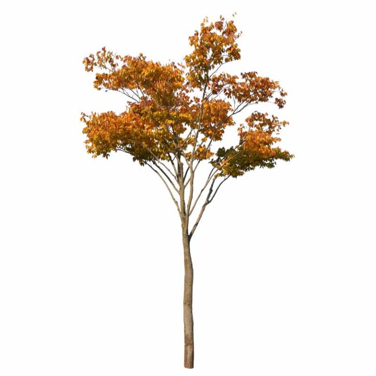 樹木素材 – ページ 5 – sozaiya.com