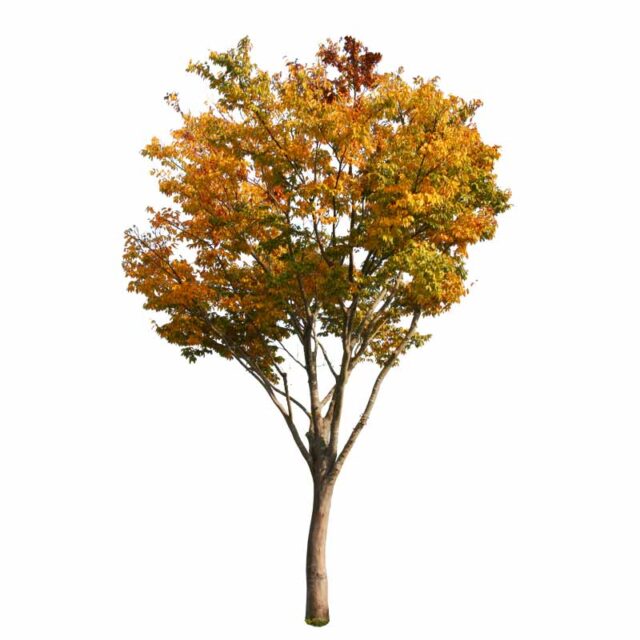 T1_046 – sozaiya.com