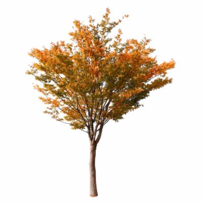 T1_021 – sozaiya.com