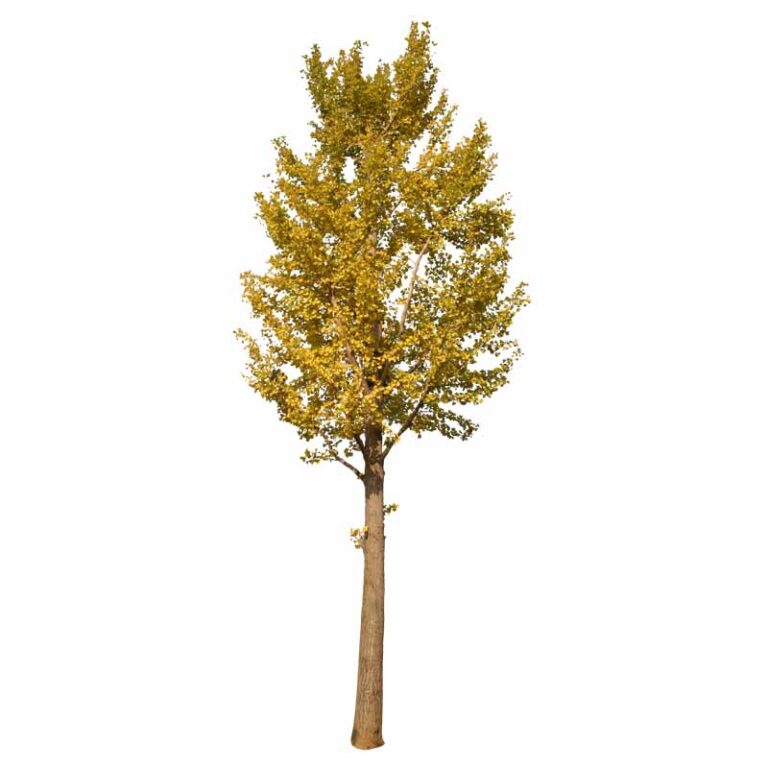 T1_048 – sozaiya.com