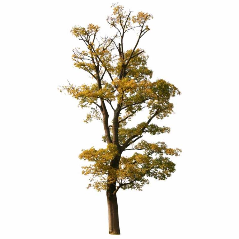 T2_085 – sozaiya.com