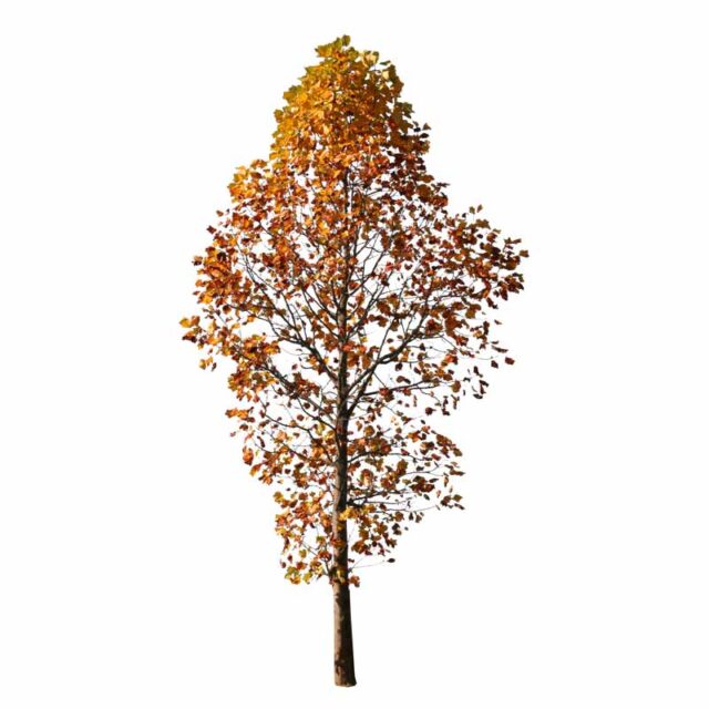 T1_050 – sozaiya.com