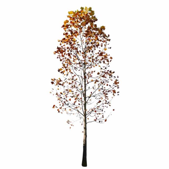 T1_051 – sozaiya.com