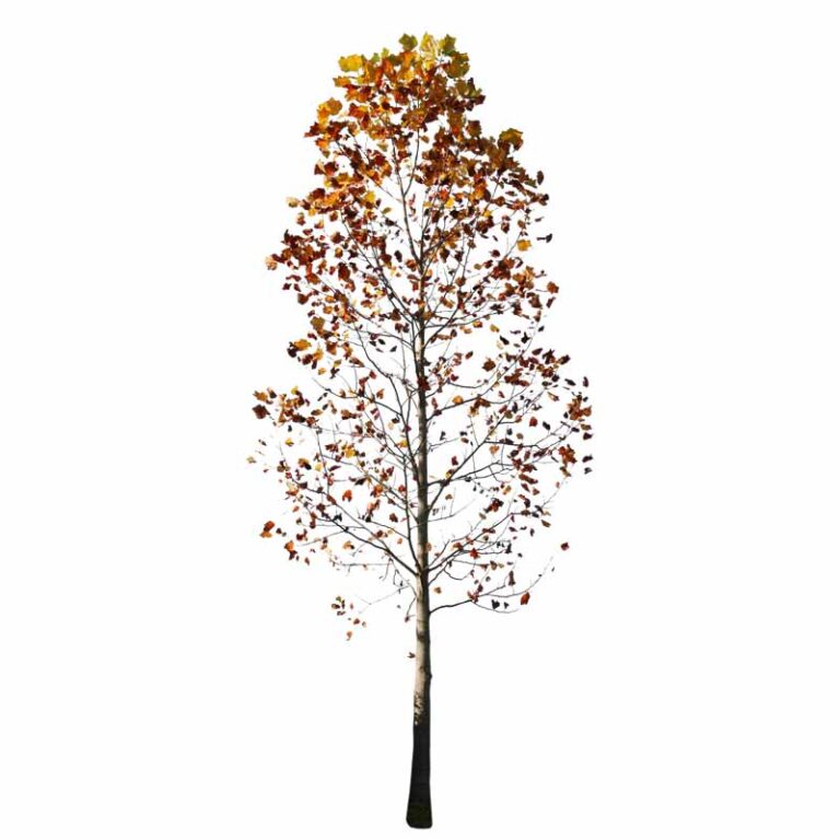 T1_051 – sozaiya.com