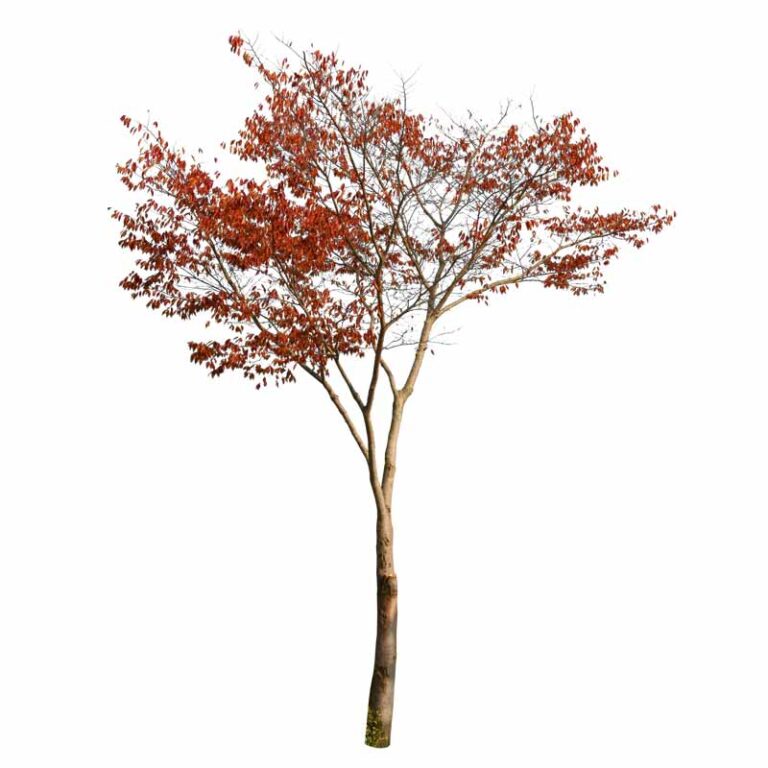 T1_052 – sozaiya.com