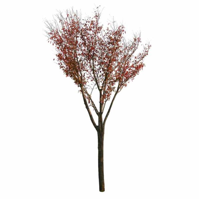 T1_053 – sozaiya.com