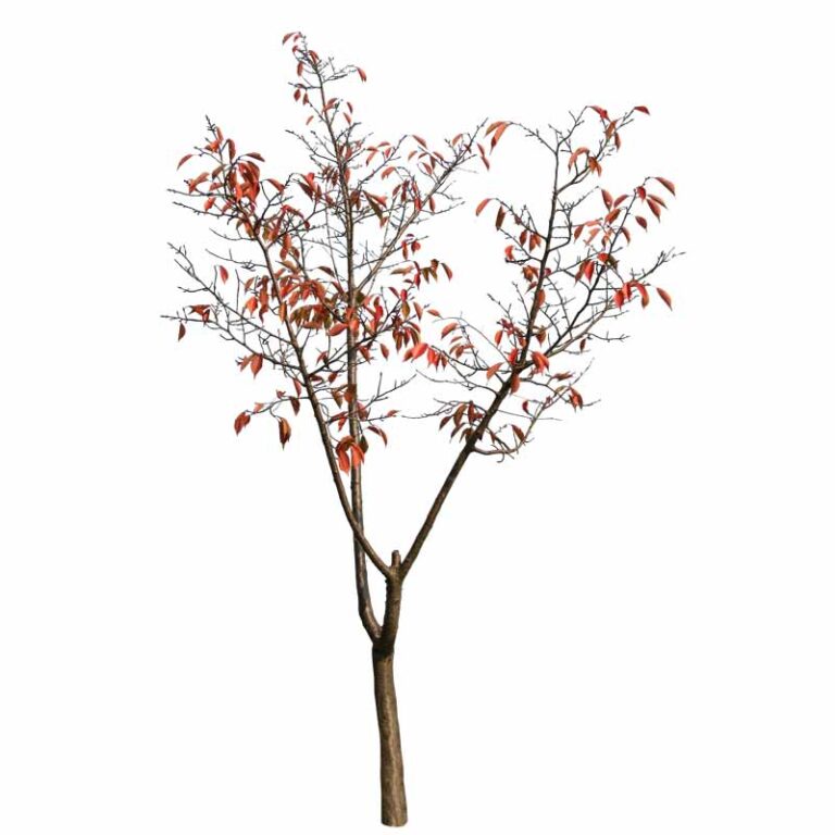 T1_057 – sozaiya.com