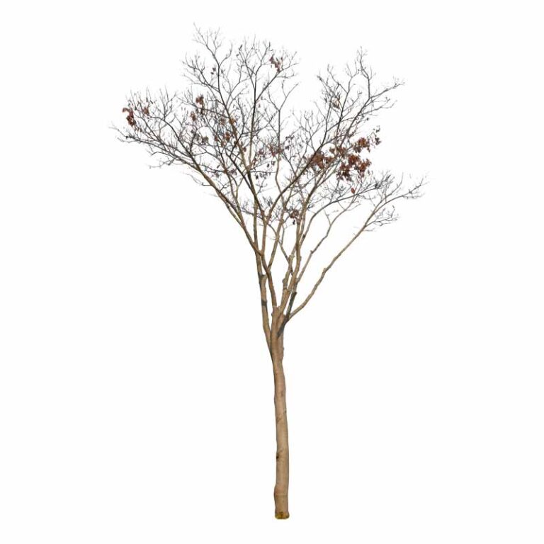 樹木素材 – sozaiya.com