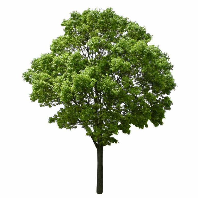 樹木素材 – sozaiya.com