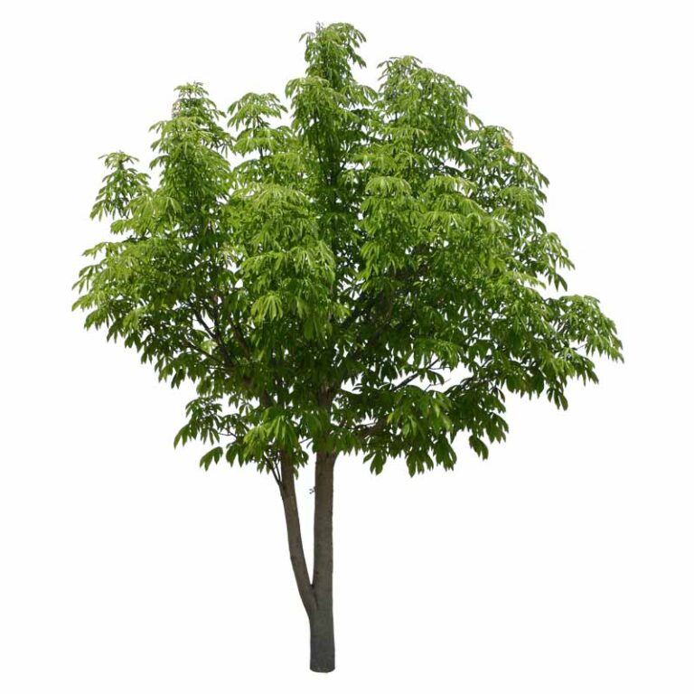 樹木素材 – ページ 5 – sozaiya.com