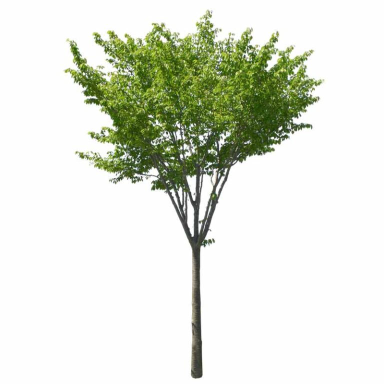 樹木素材 – sozaiya.com