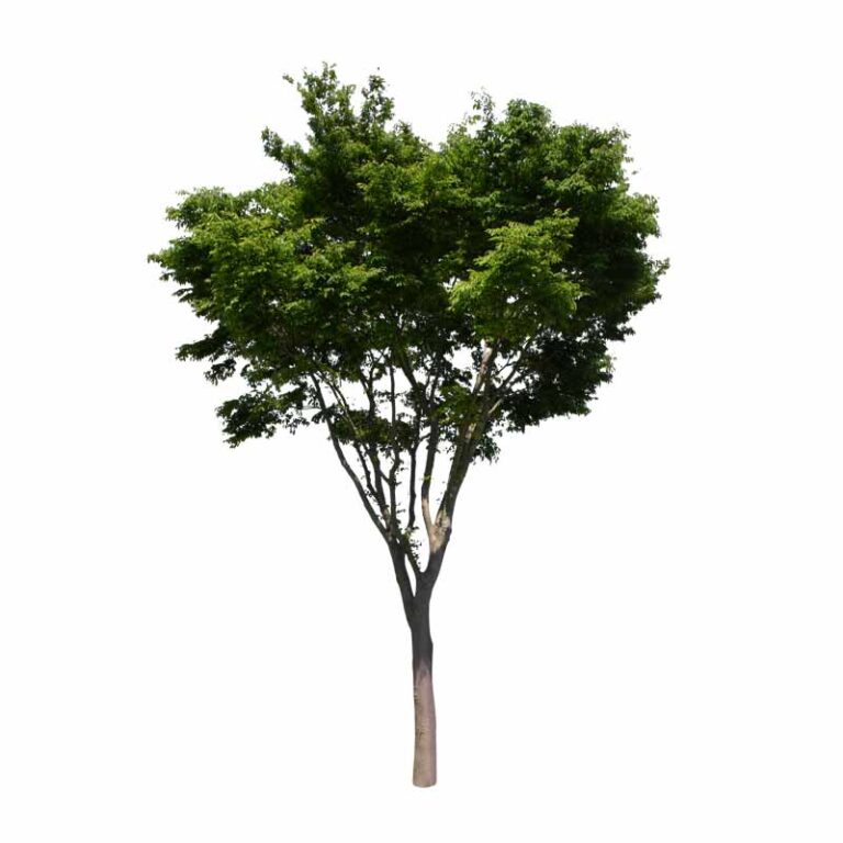 樹木素材 – ページ 4 – sozaiya.com