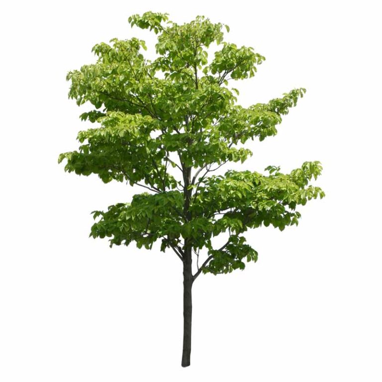 樹木素材 – ページ 2 – sozaiya.com