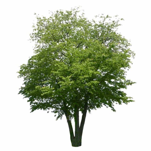 T1_065 – sozaiya.com