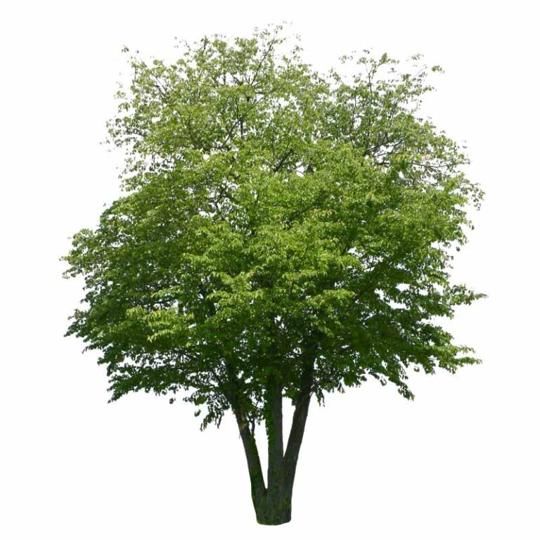 樹木素材 – ページ 7 – sozaiya.com