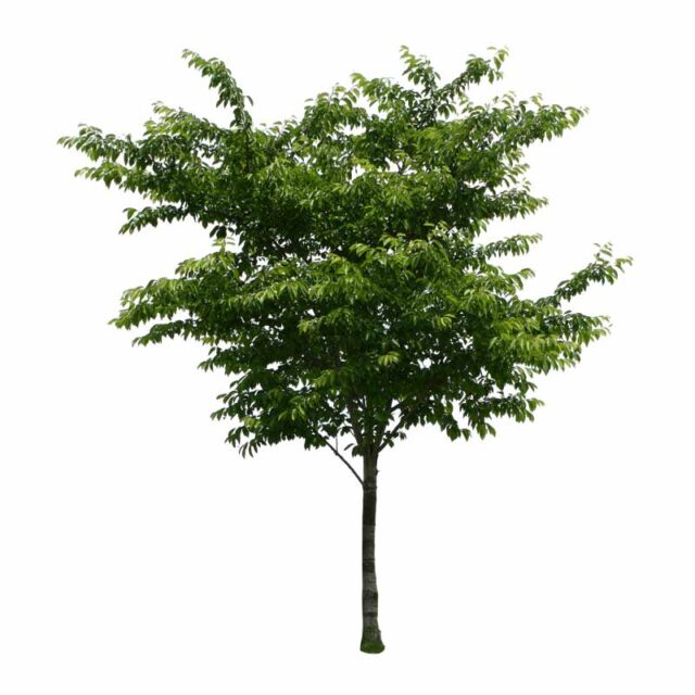 樹木素材 – sozaiya.com