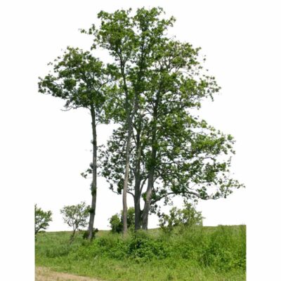 2t18 – sozaiya.com