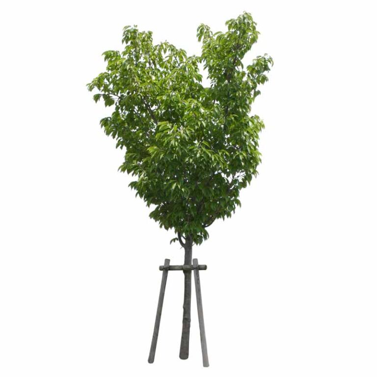 T1_116 – sozaiya.com