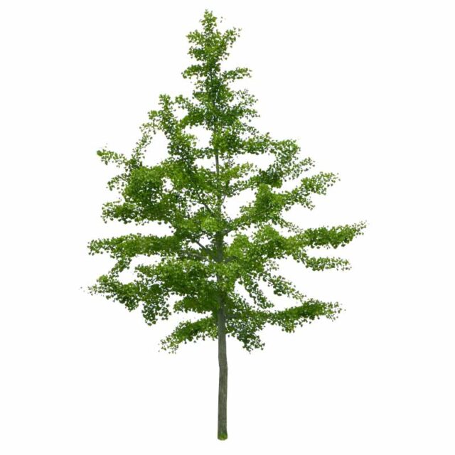 樹木素材 – ページ 2 – sozaiya.com