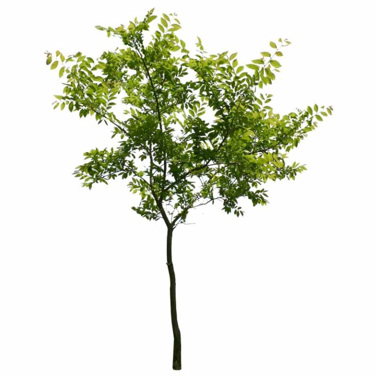 樹木素材 – ページ 5 – sozaiya.com