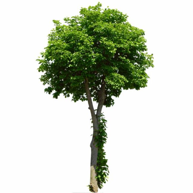 T1_073 – sozaiya.com