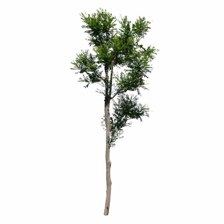 T1_075 – sozaiya.com