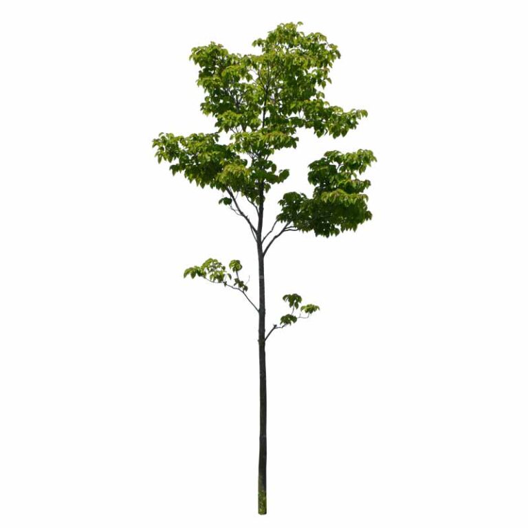 樹木素材 – ページ 6 – sozaiya.com