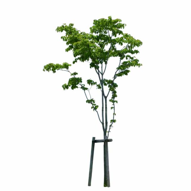 T1_077 – sozaiya.com