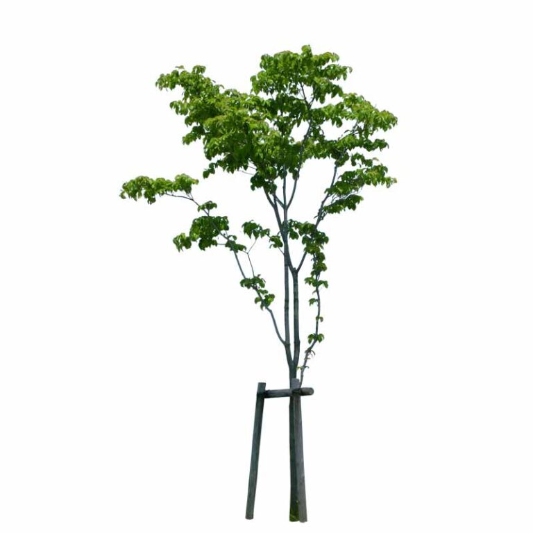 T1_077 – sozaiya.com