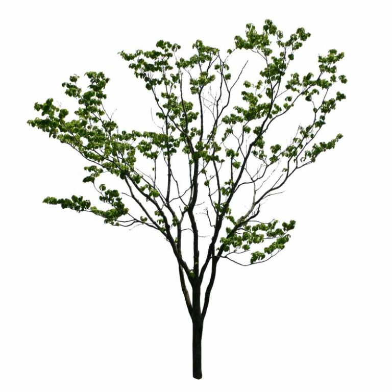 T2_018 – sozaiya.com