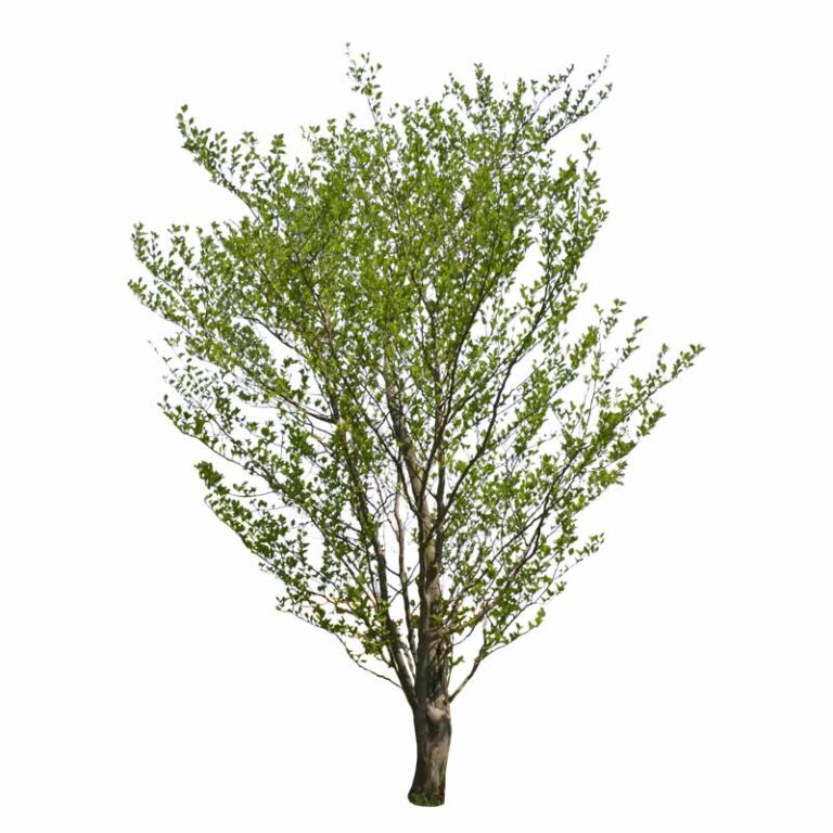 T1_116 – sozaiya.com